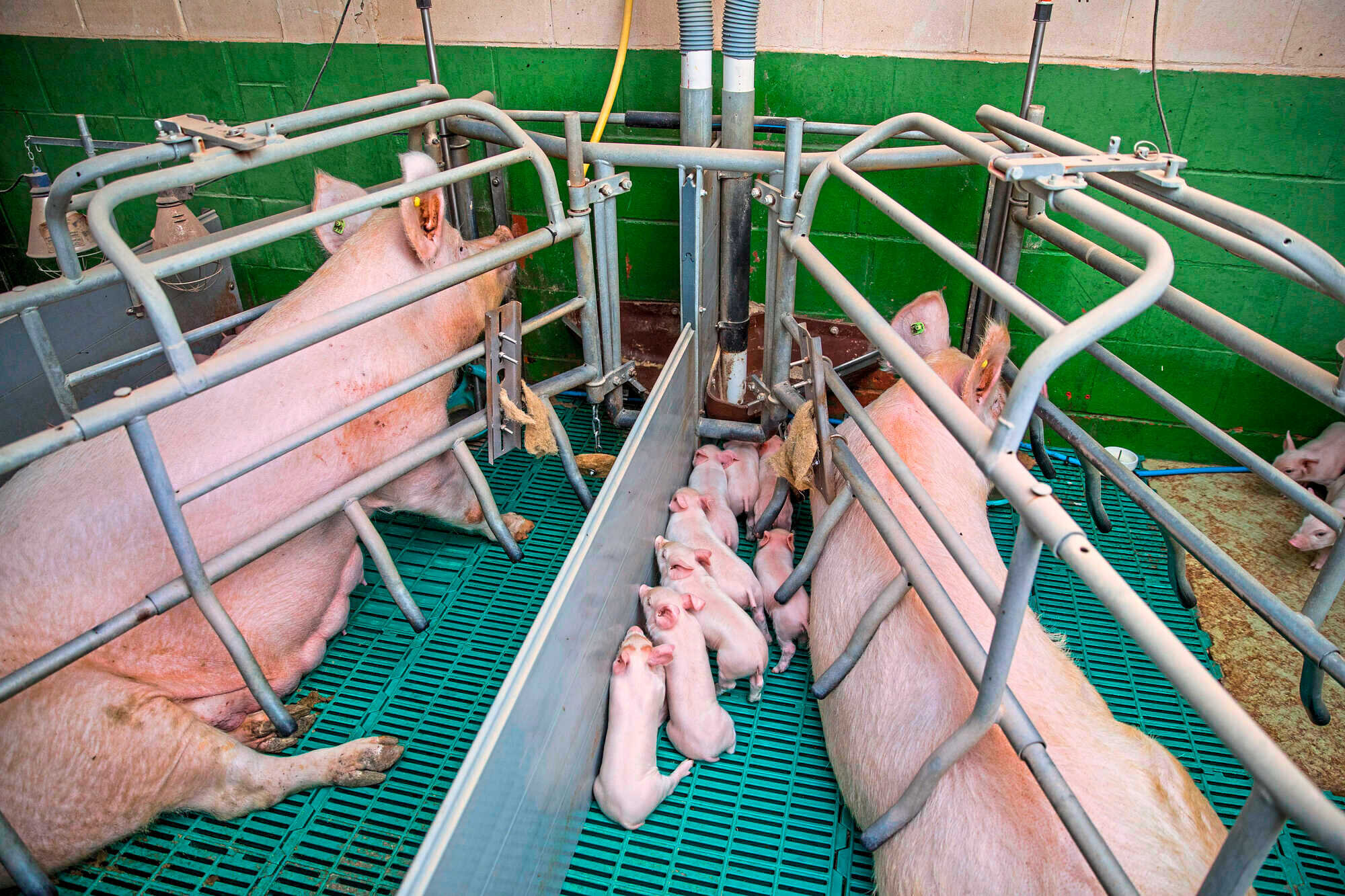 Säugende Sauen in Fresslaune halten - agrarheute 11-2020 Säugende Sauen in Fresslaune halten - agrarheute 11-2020