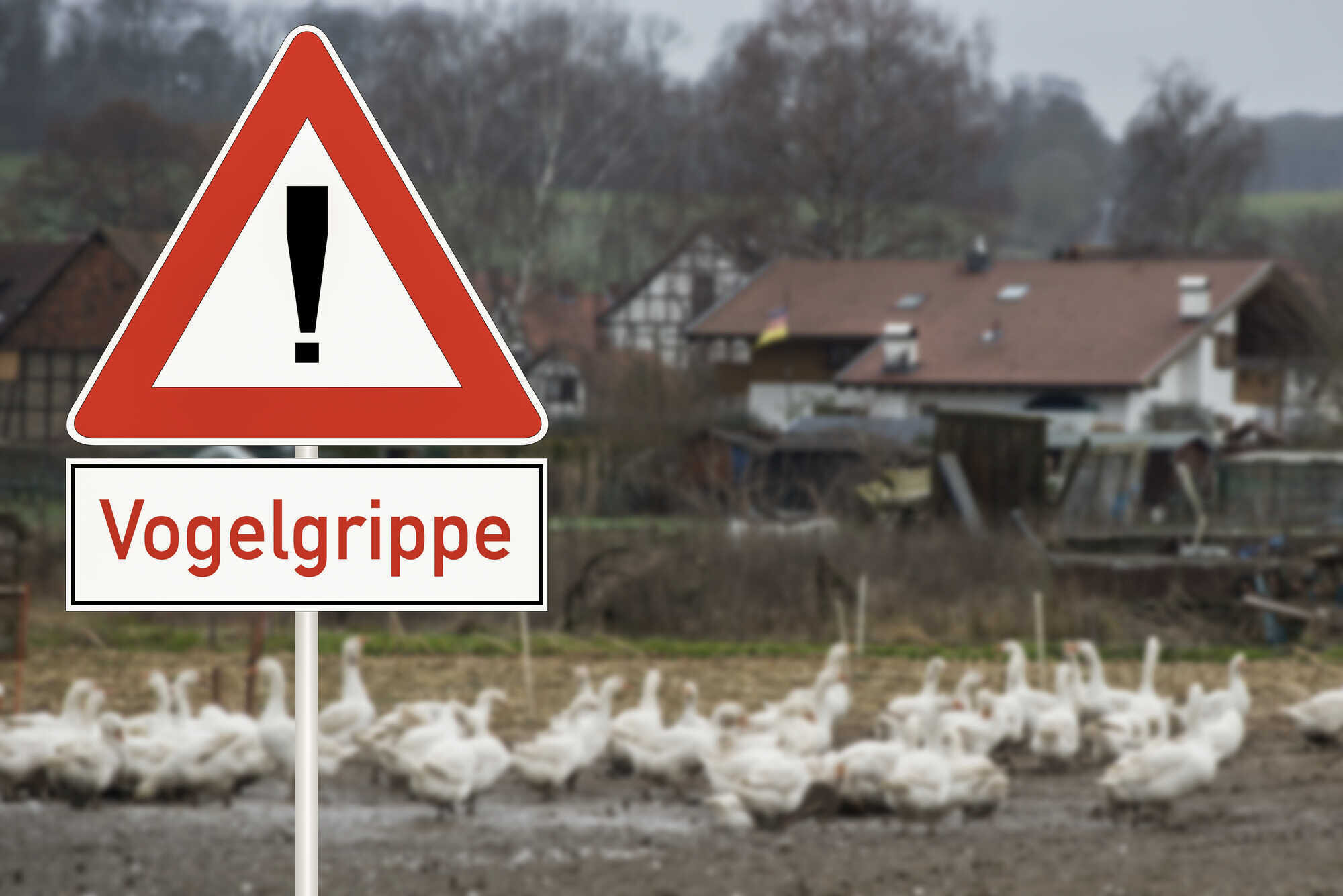 Geflügelpest: „Impfen gut – alles gut?“ - LAND & FORST 8-2023 Geflügelpest: „Impfen gut – alles gut?“ - LAND & FORST 8-2023
